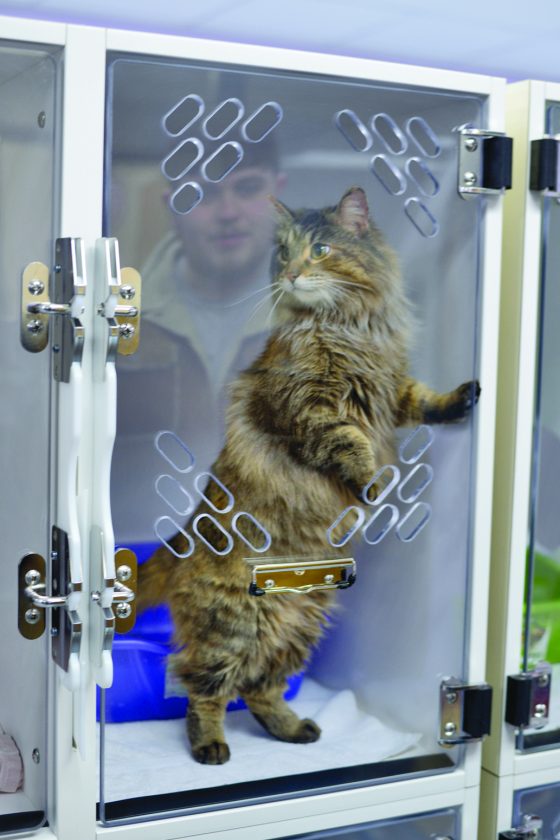 UPAWS relocates animals to its new shelter | News, Sports, Jobs - The ...